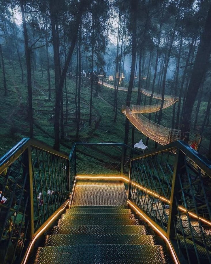 Viral Strange - Anakeesta Treetop Skywalk, The Longest Tree-Based ...