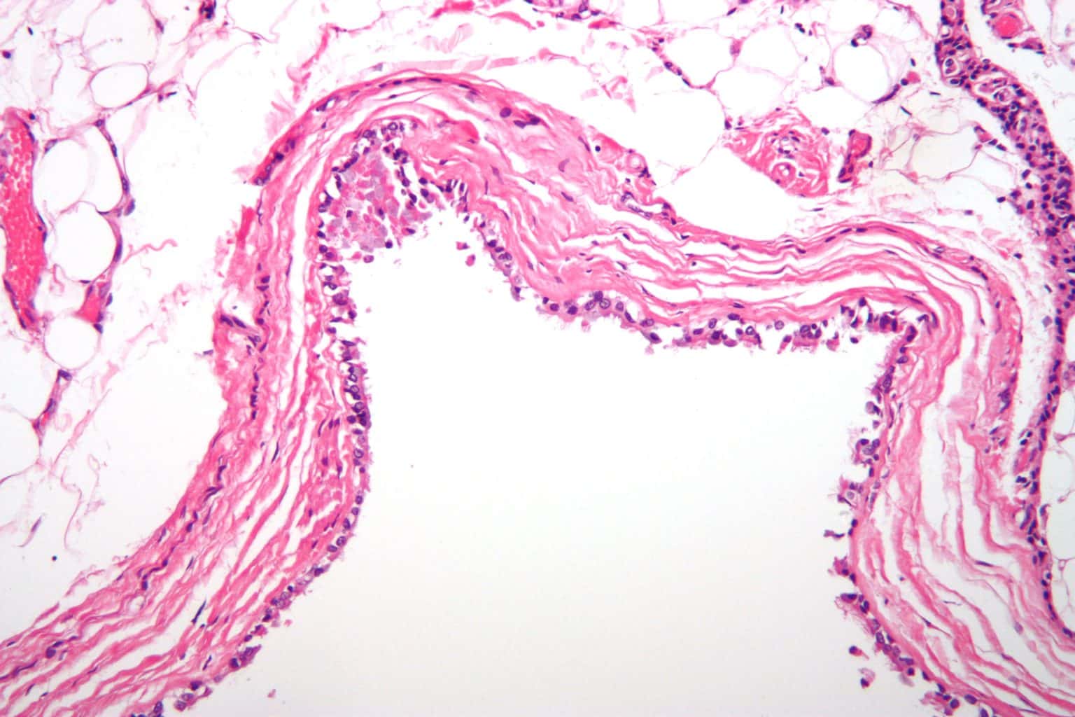 Viral Strange - Hidden Revelations of the Human Body