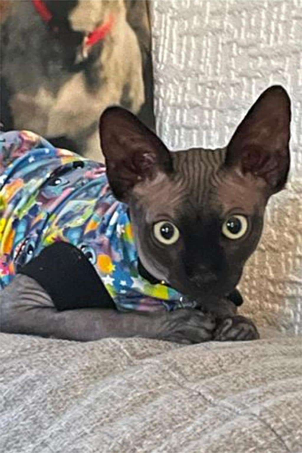 “I Tripped Over My Cat. Weirdly Suffered Car Crash Injuries!”