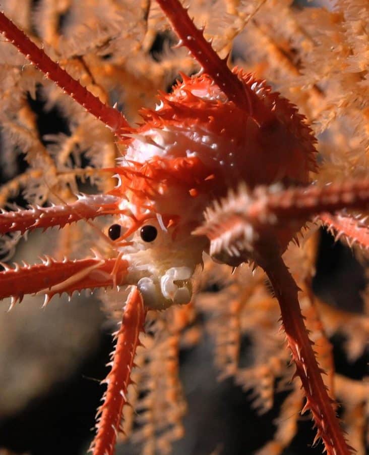 Over 100 new species of sea life discovered