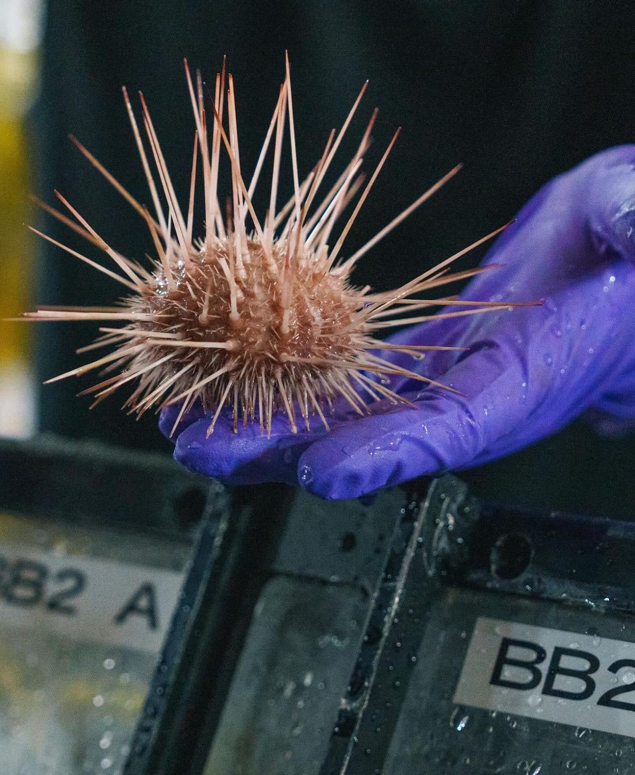 Over 100 new species of sea life discovered