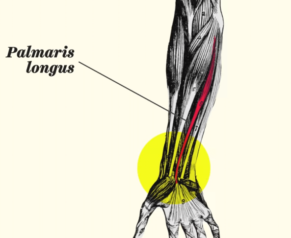 The Surprising Connection Between Your Tendon and Evolution
