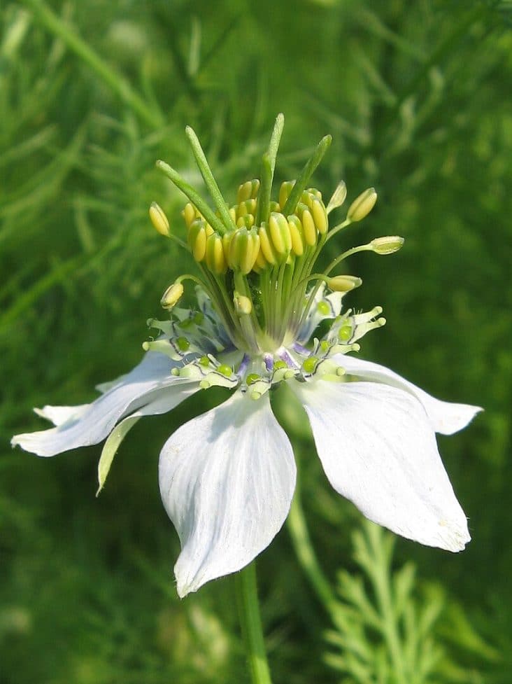 Black Cumin: The Biblical and Quranic Seed with Healing Powers