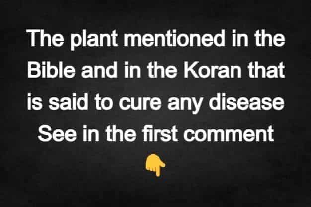 Black Cumin: The Biblical and Quranic Seed with Healing Powers