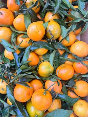 10 Orange Varieties Every Citrus Enthusiast Should Try