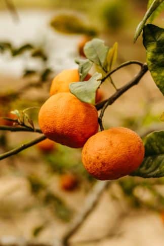 10 Orange Varieties Every Citrus Enthusiast Should Try