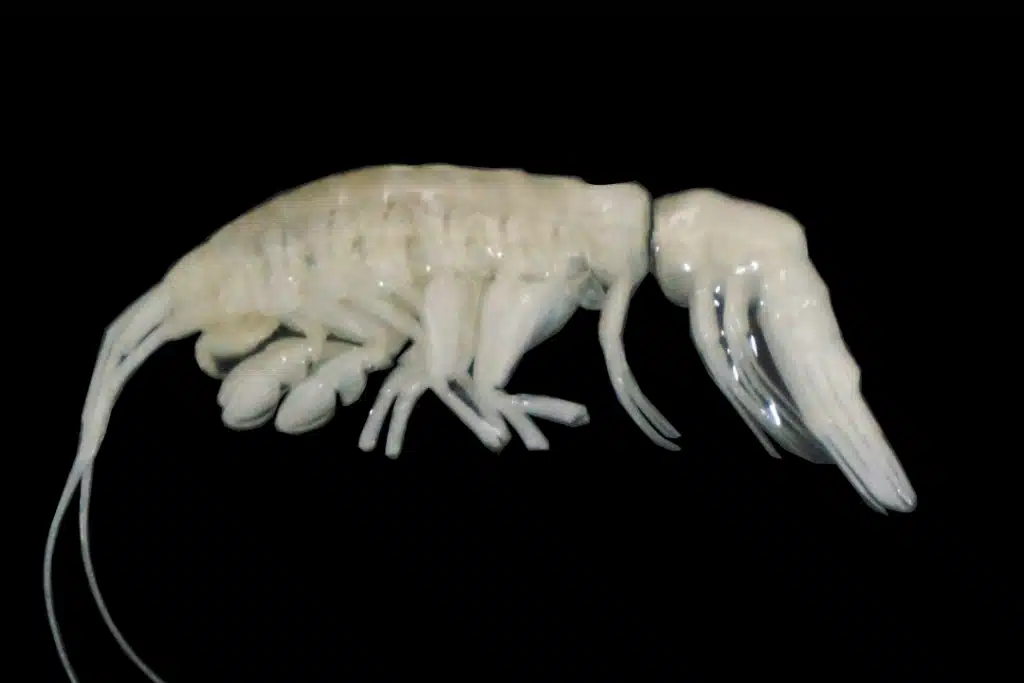 Viral Strange - Scientists Discover 'Darkness': A Predator 8,000m Deep ...