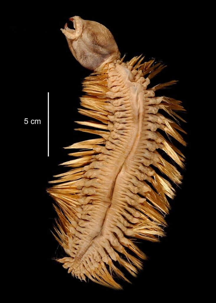 Viral Strange - The Terrifying Antarctic Worm With Nightmare-Inducing Teeth