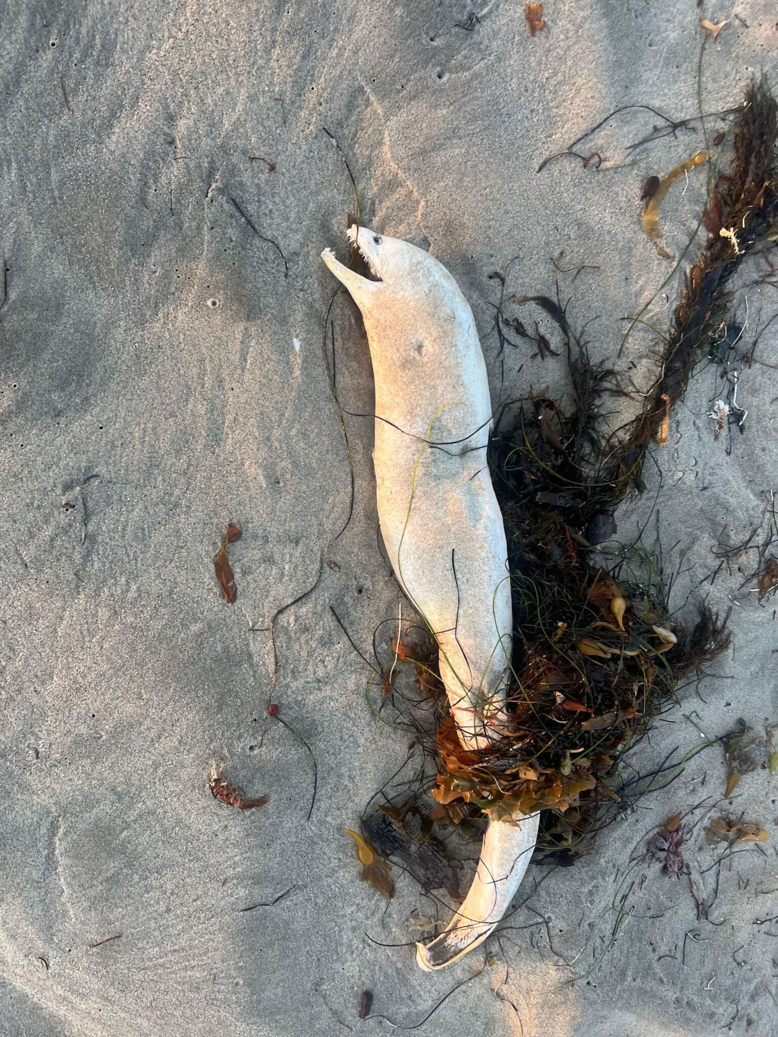 ‘Bizarre and Terrifying’ Sea Creature Mysteriously Washes Ashore in ...