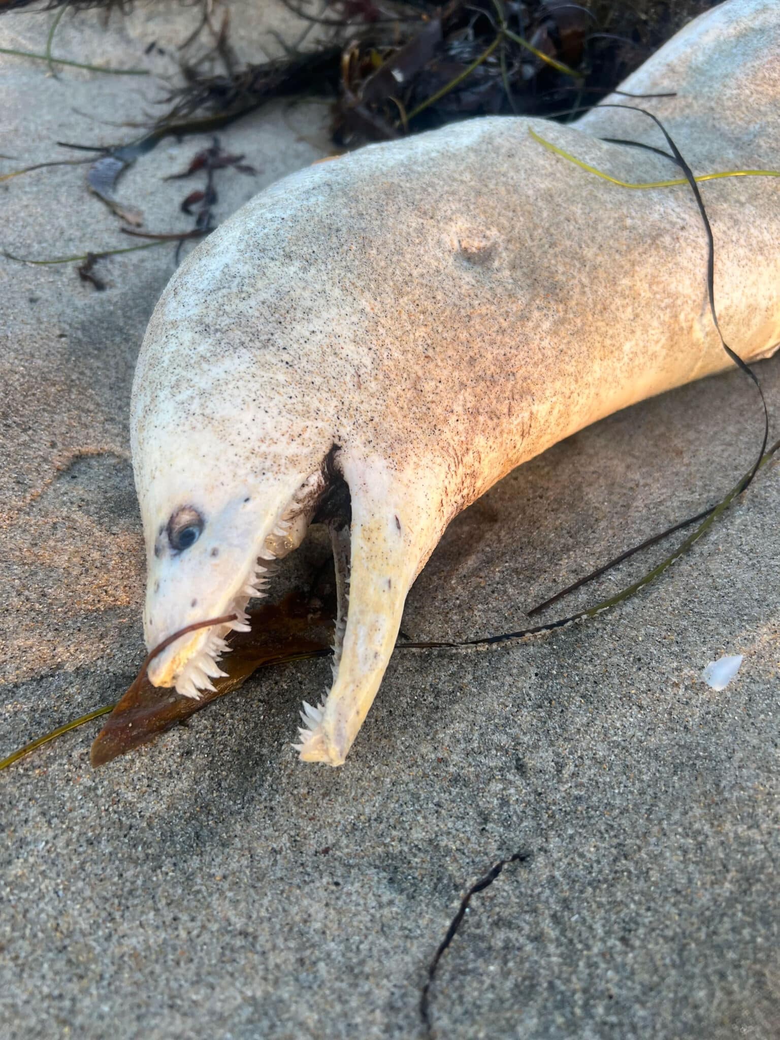 Viral Strange - ‘Bizarre and Terrifying’ Sea Creature Mysteriously ...