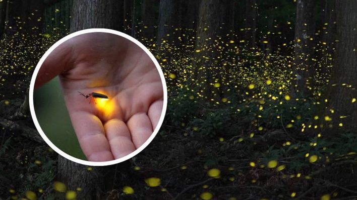 Viral Strange - Fake Elon Musk Barrel Chest Photo Sparks Viral Speculation