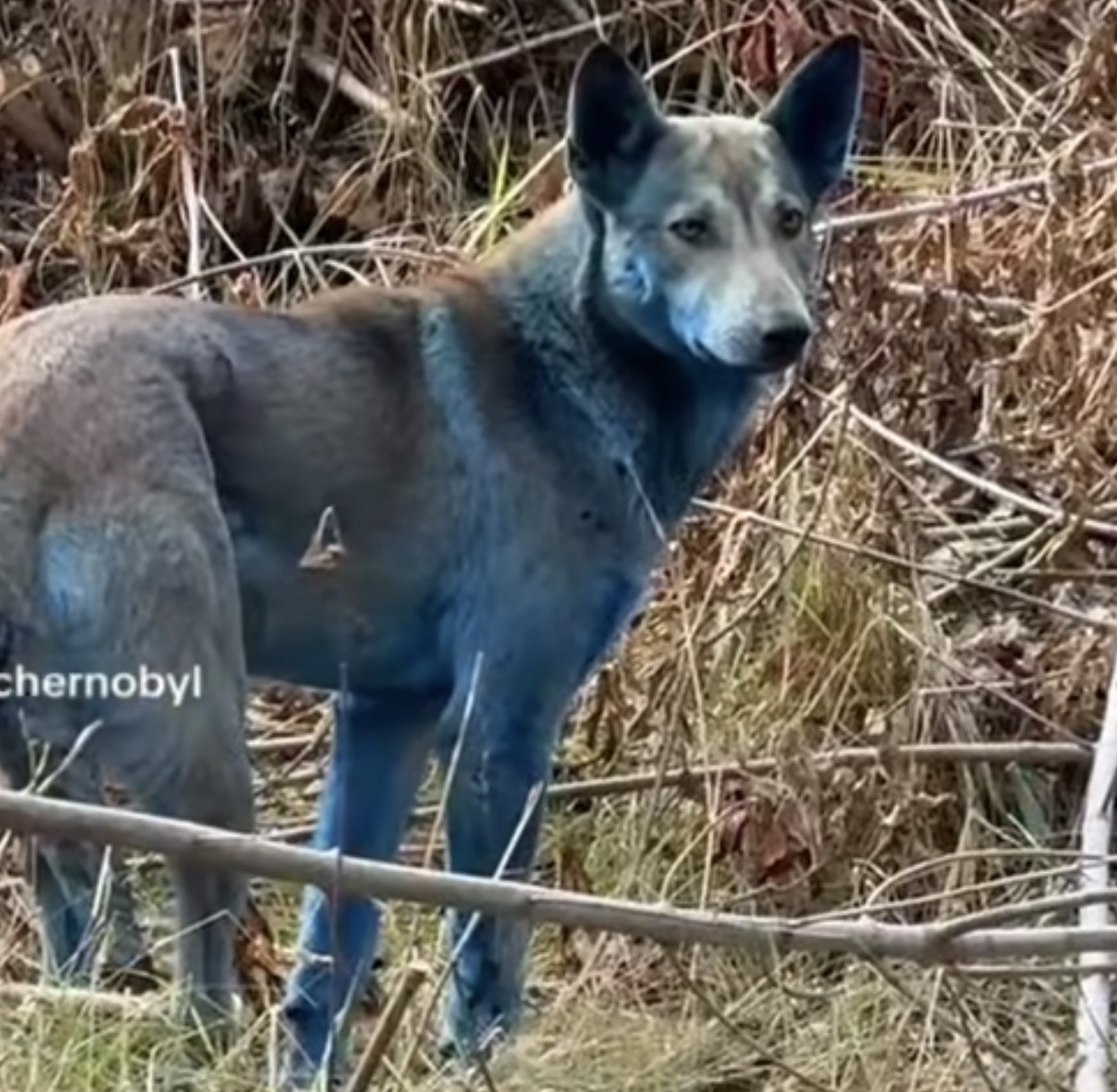 The Real Story Behind the Mysterious Blue Dogs Found Near the Chernobyl ...